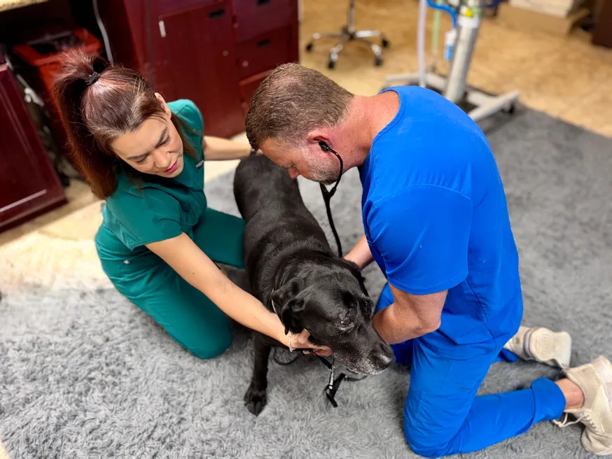 Hearthstone Animal Clinic | Veterinary Care in Northwest Houston, TX